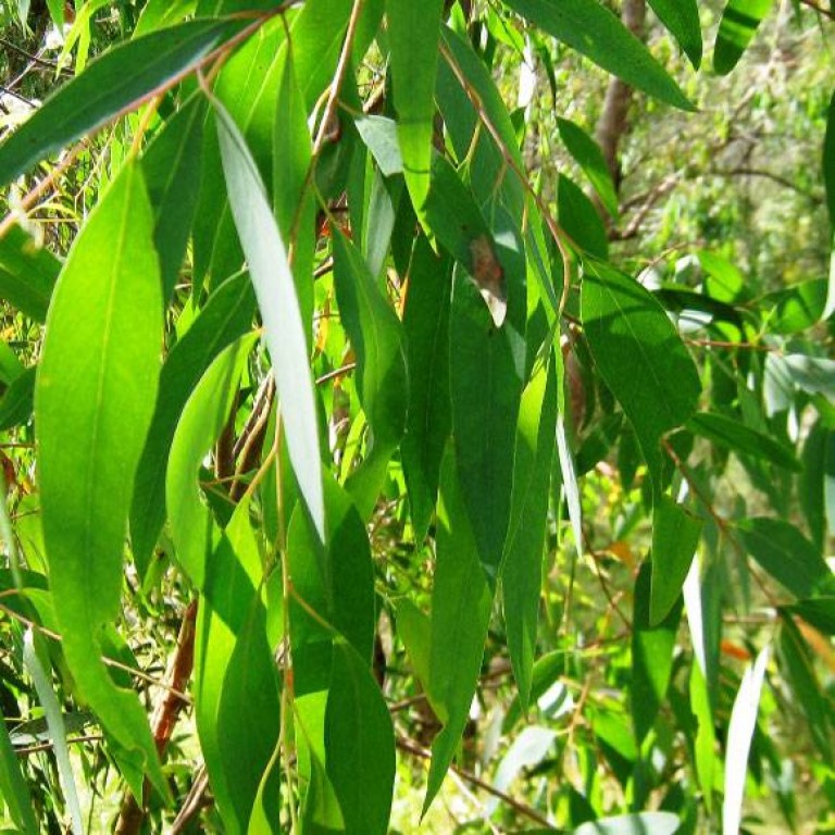 EUCALYPTUS RADIATA