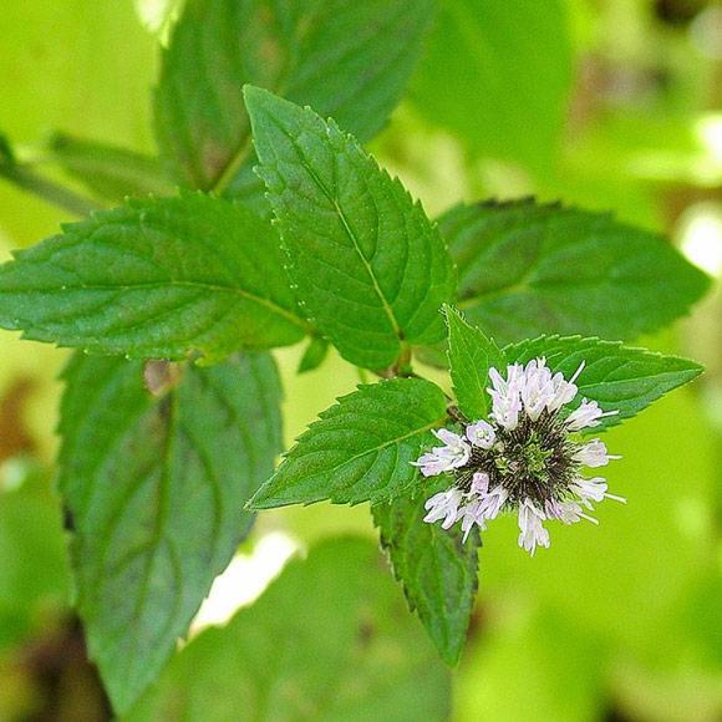 MENTHE POIVRÉE