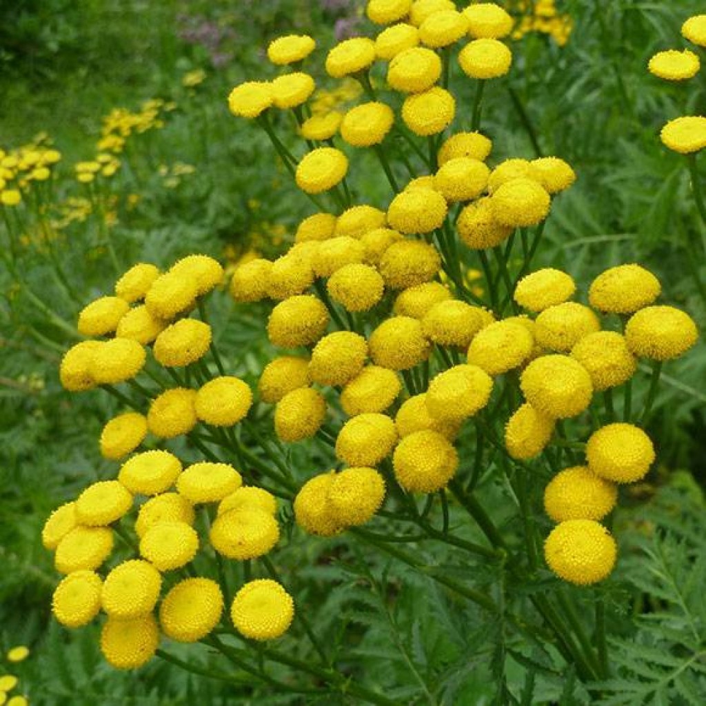 TANAISIE ANNUELLE OU CAMOMILLE BLEUE